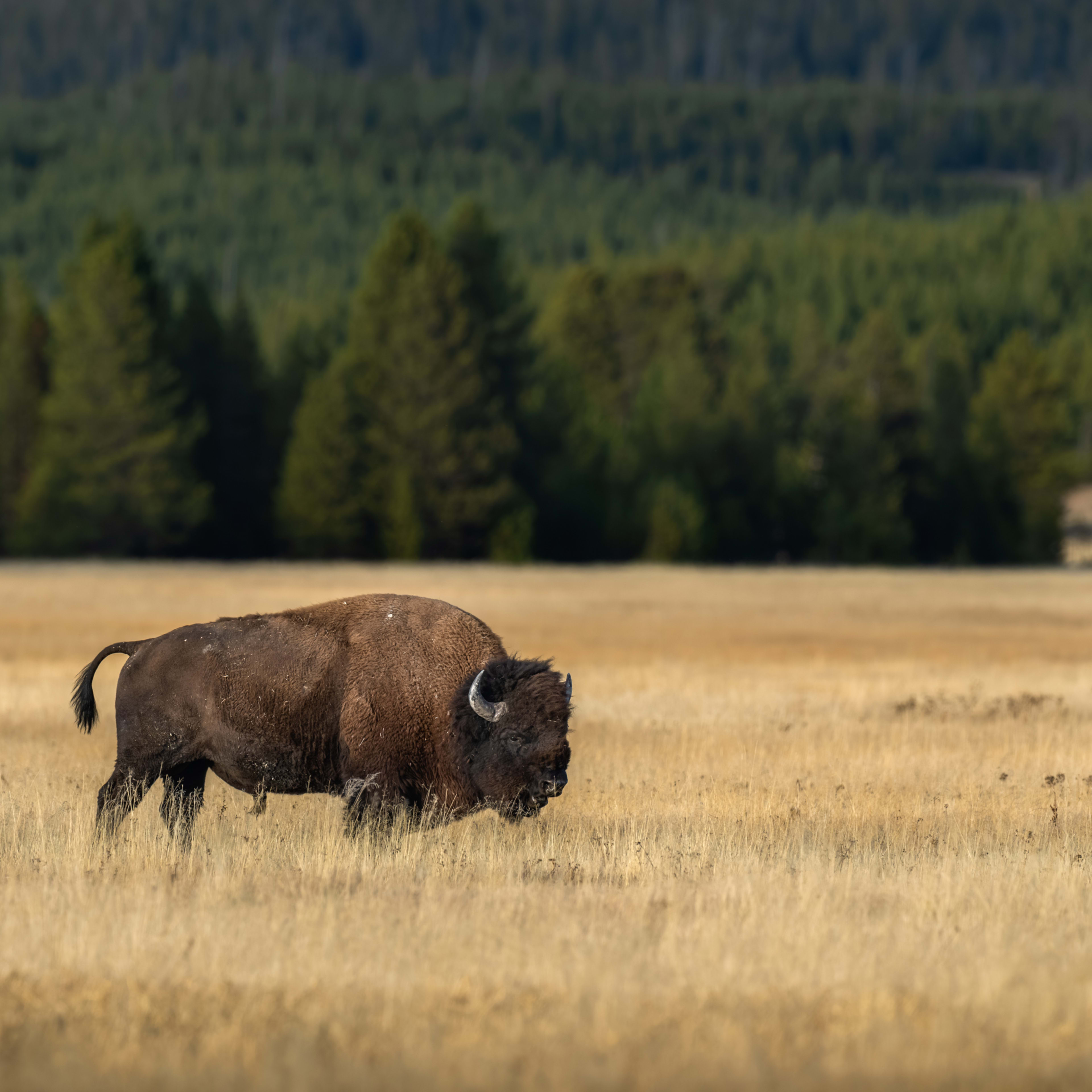Viral Cincinnati 'Brawl' Video Leaves Police Chief in 'Complete Disgust ...