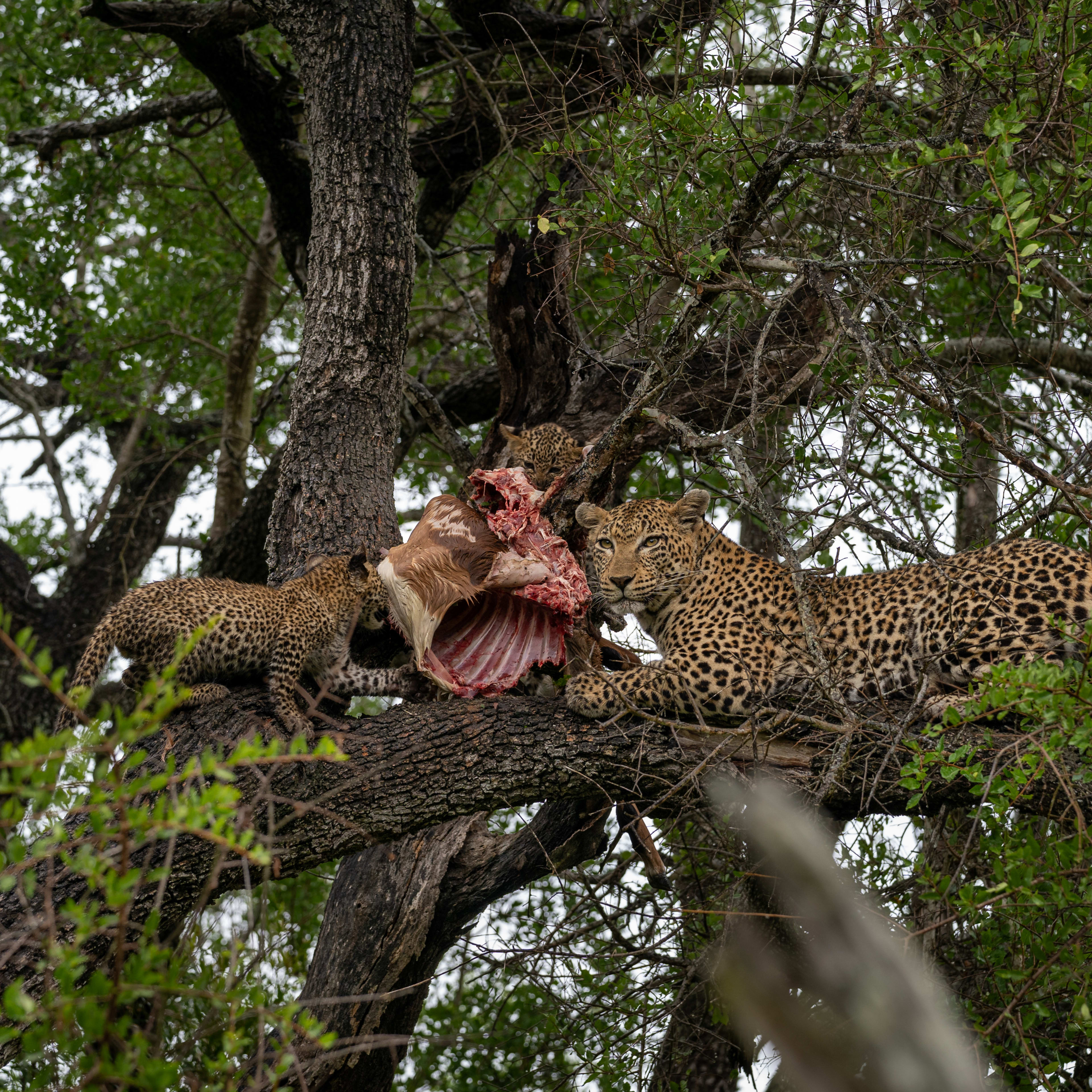 Was Trainer 'Jessica Radcliffe' Killed in an Orca Whale Attack? The ...