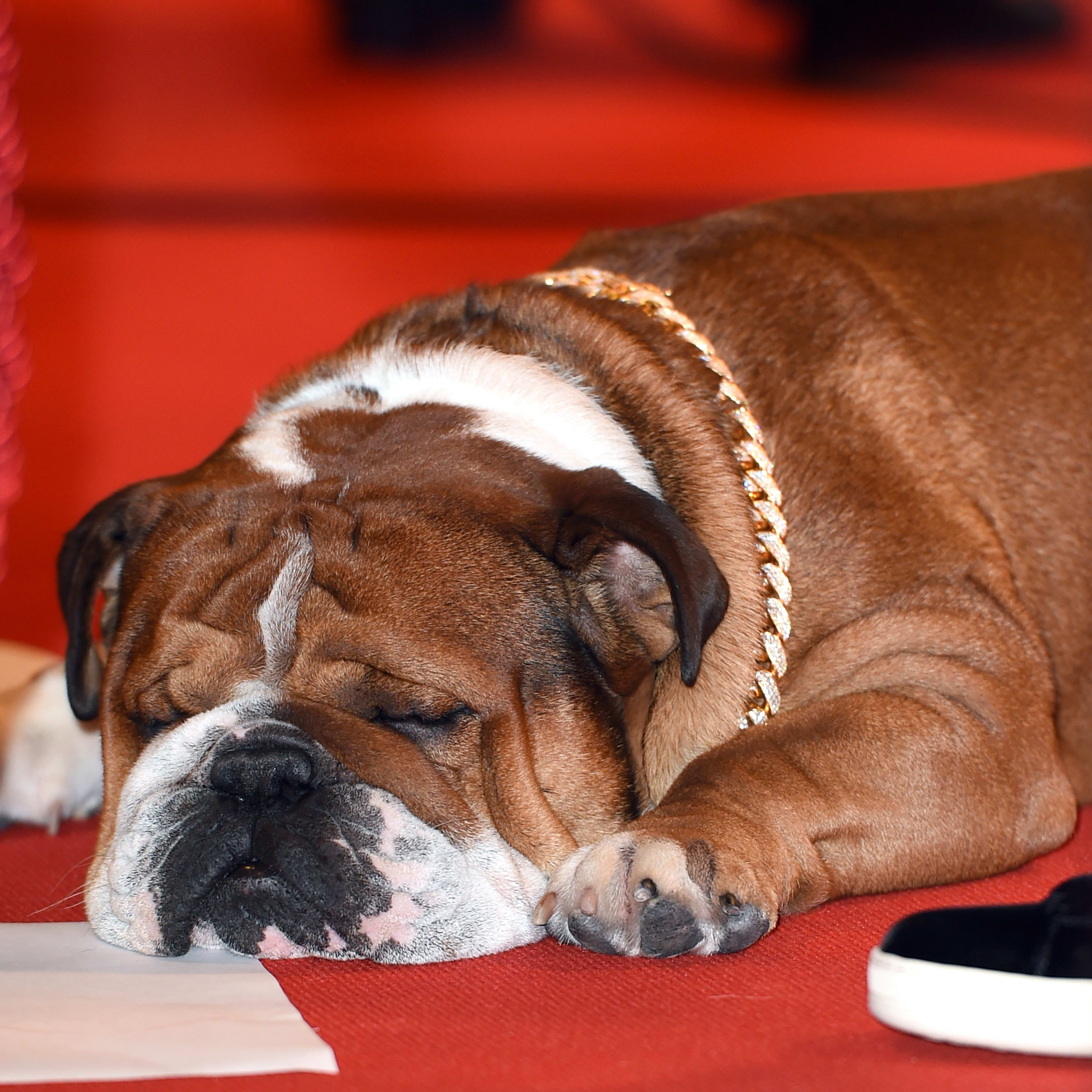 Tadej Pogacar Dominated Tour de France Again. Who is His Fiancee Urska ...