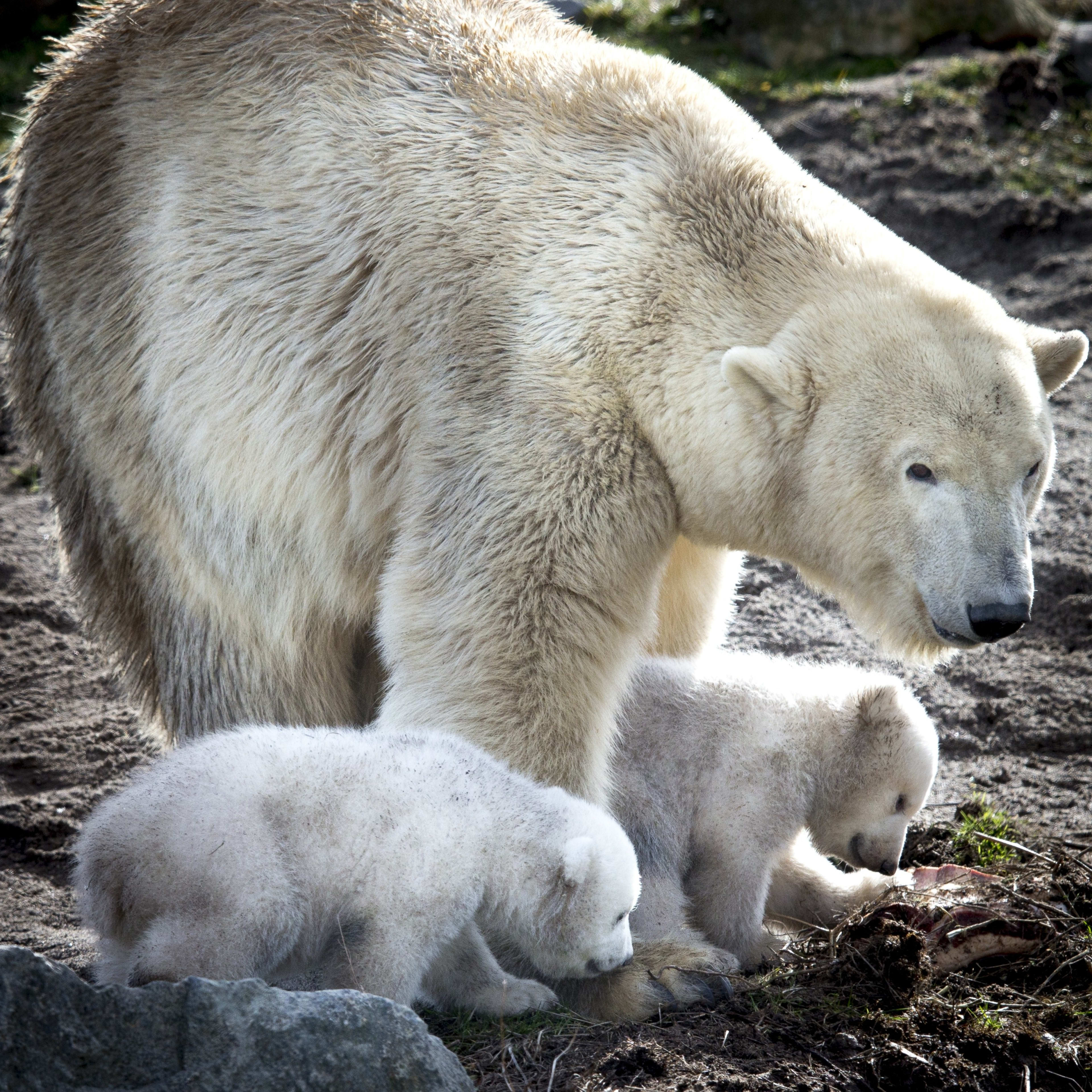 Costco's 'Outstanding' Blackstone Griddle Is a Must-Have - Men's Journal