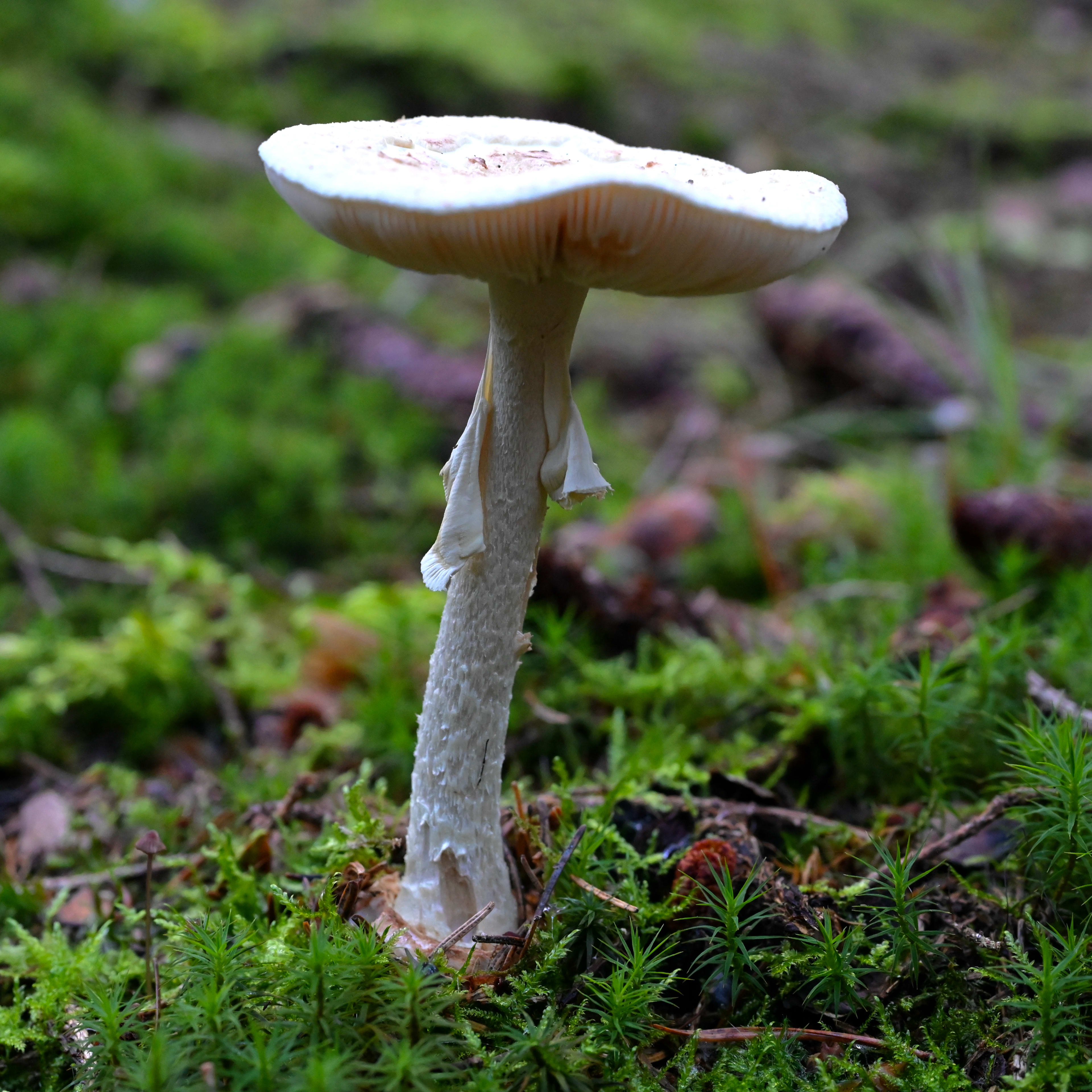 Comedian Hank Azaria Shares Incredible Personal News - Men's Journal