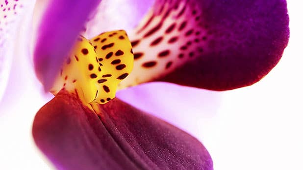 12 Things Everyone Should Know About the Clitoris - Men's Journal