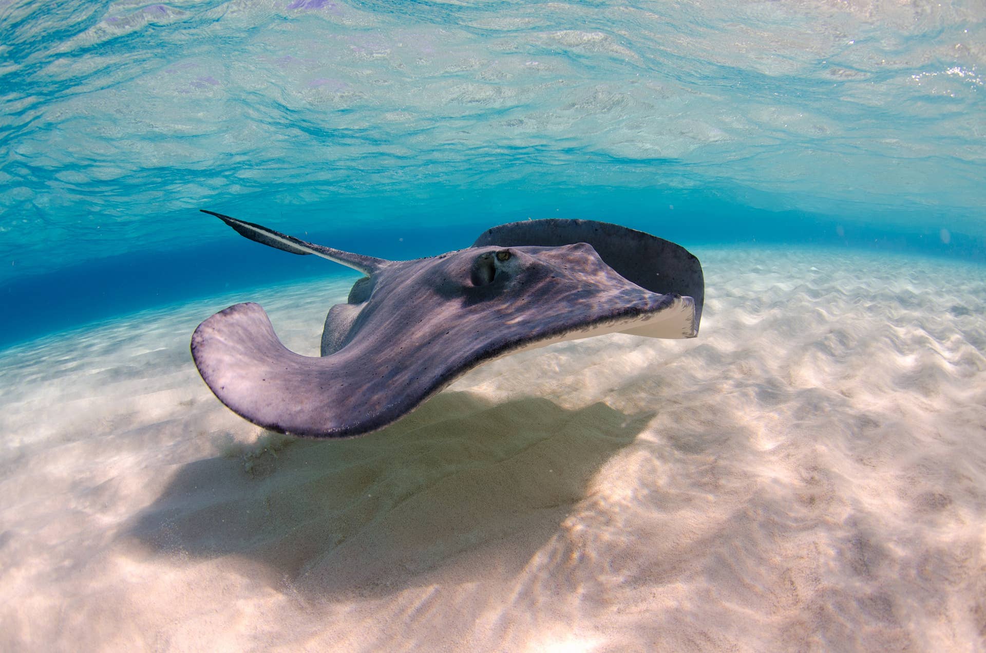 These are surfing’s most dangerous sea creatures - Men's Journal