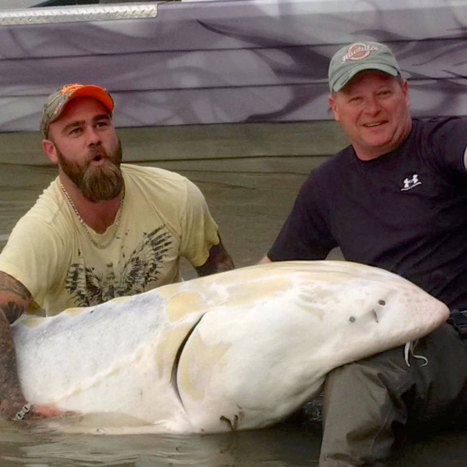 Rare Albino Sturgeon, Possibly the World’s Biggest, Caught on Fraser ...