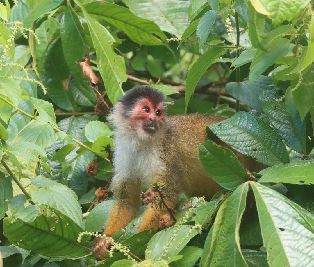 Costa Rica’s Corcovado National Park Is an Ecological Playground - Men ...