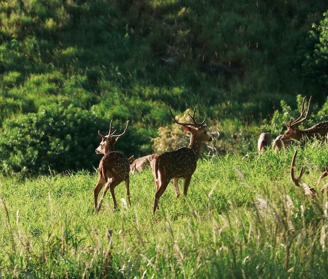 Maui Nui Venison Brings an Invasive (and Delicious) Species Field to ...