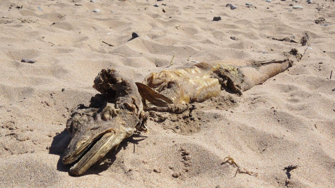 Mysterious sea creature washes ashore in UK; Loch Ness Monster? - Men's ...