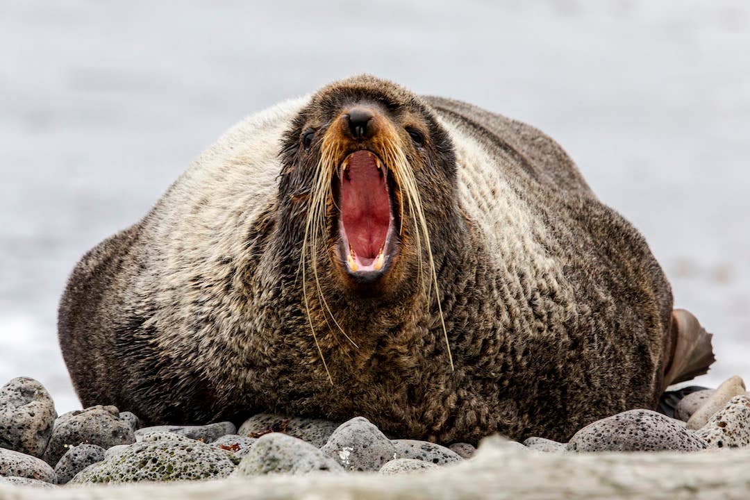 Exploring the Aleutian Islands: New Film Captures 'The Last Unknown ...