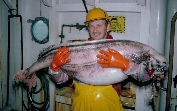 Rarely seen sea creature washes ashore in Southeast Alaska - Men's Journal