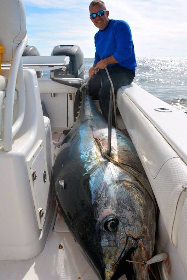 597-pound bluefin tuna caught on spinning rod - Men's Journal