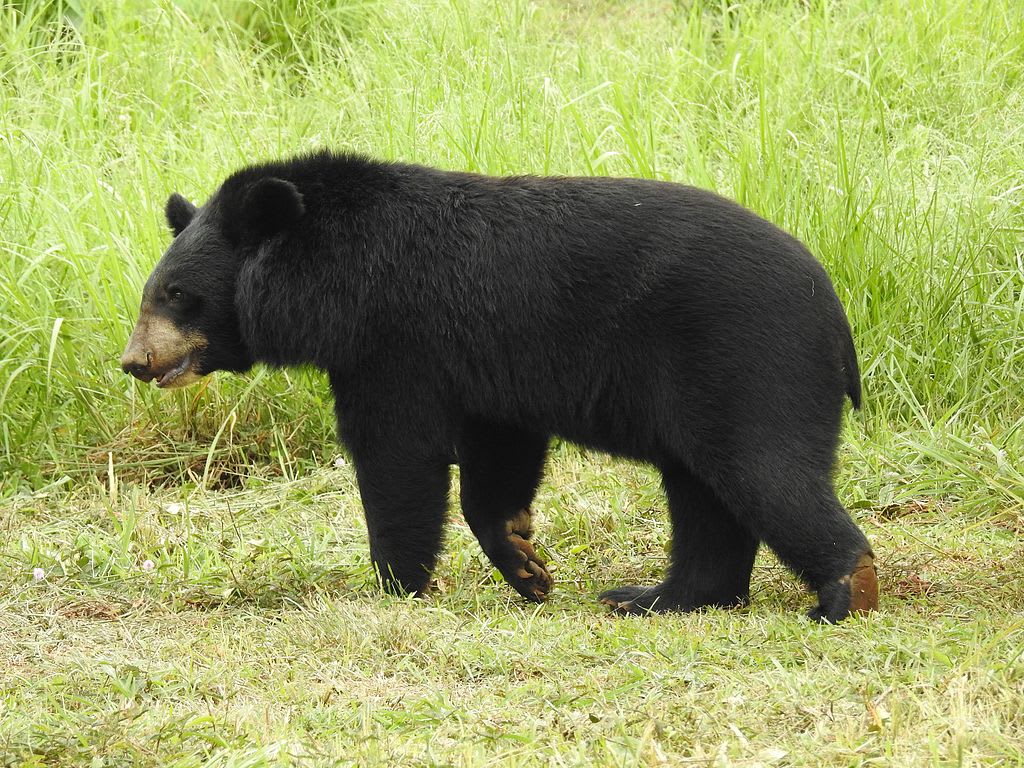 karate man bear attack