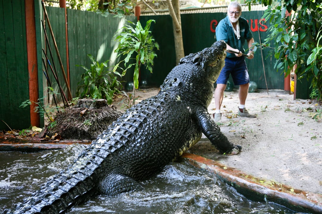 Largest crocodile in captivity shown in photos - Men's Journal