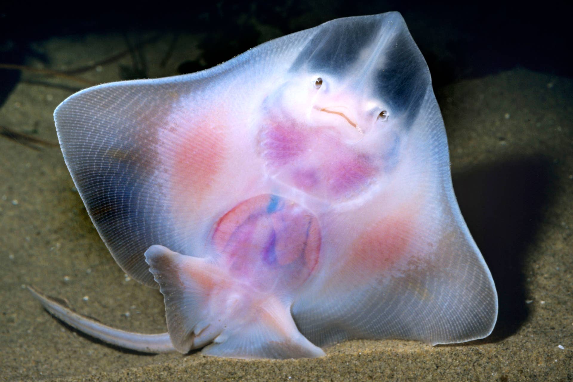 7 transparent animals found in nature - Men's Journal