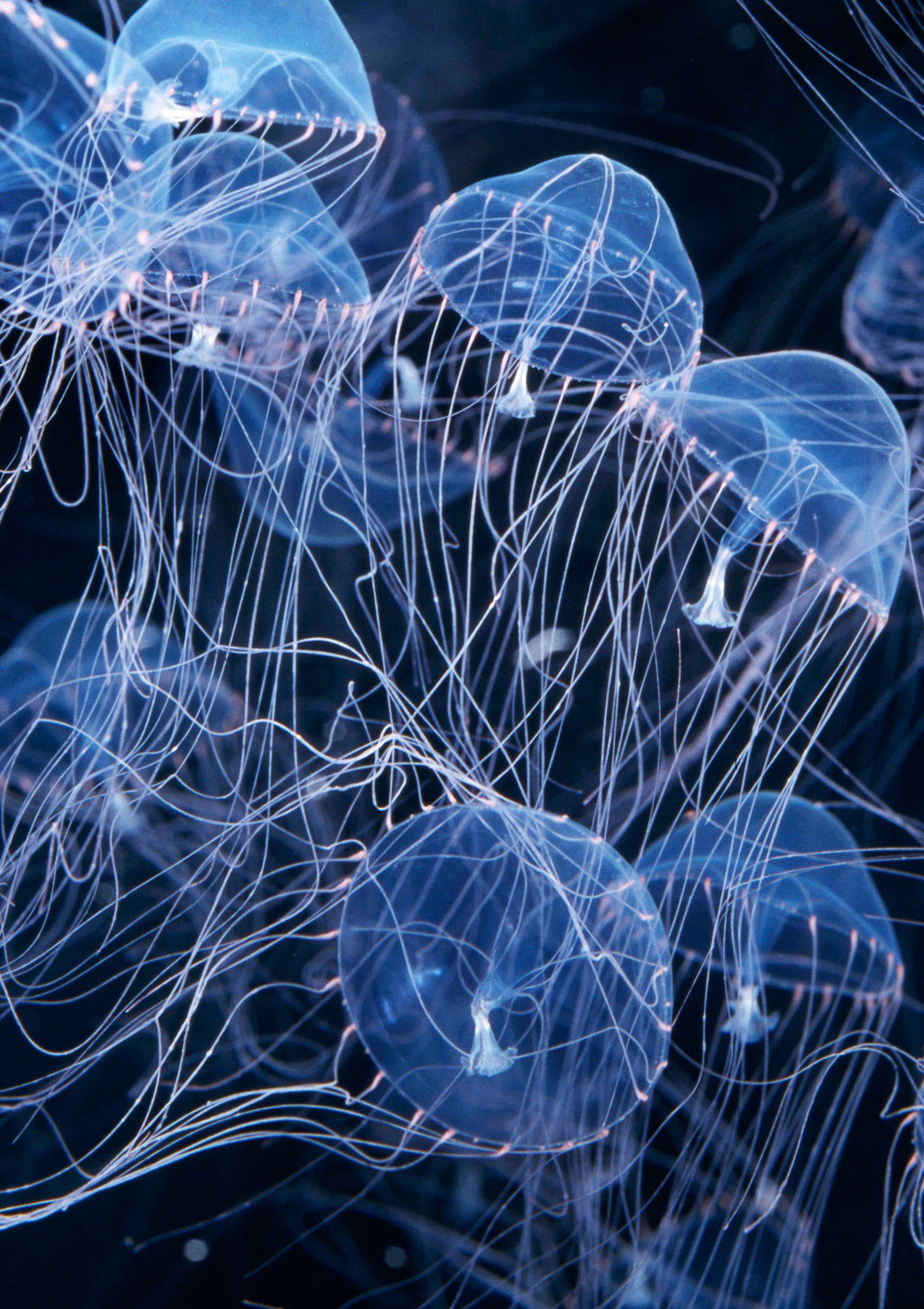 7 transparent animals found in nature - Men's Journal