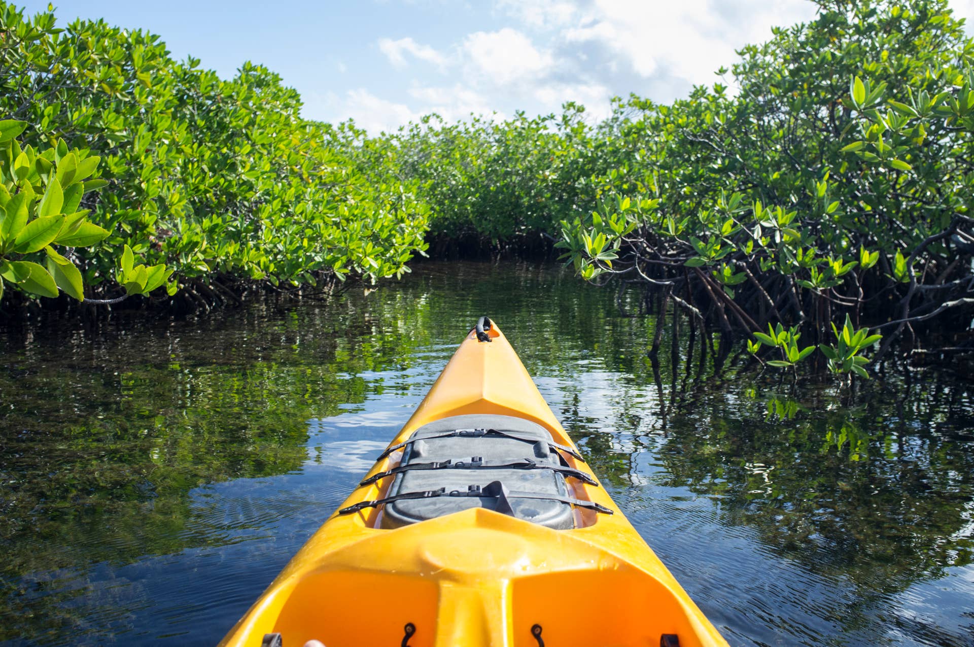 Kayaking the Caribbean's Mangrove Forests of Grand Cayman - Men's Journal