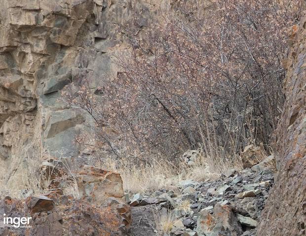 Elusive snow leopards captured in photos | GrindTV.com - Men's Journal