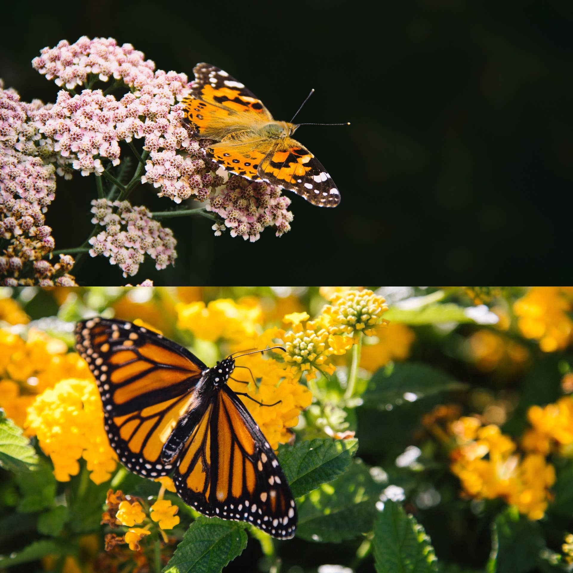 The Secret Powers of Painted Lady Butterflies - Men's Journal