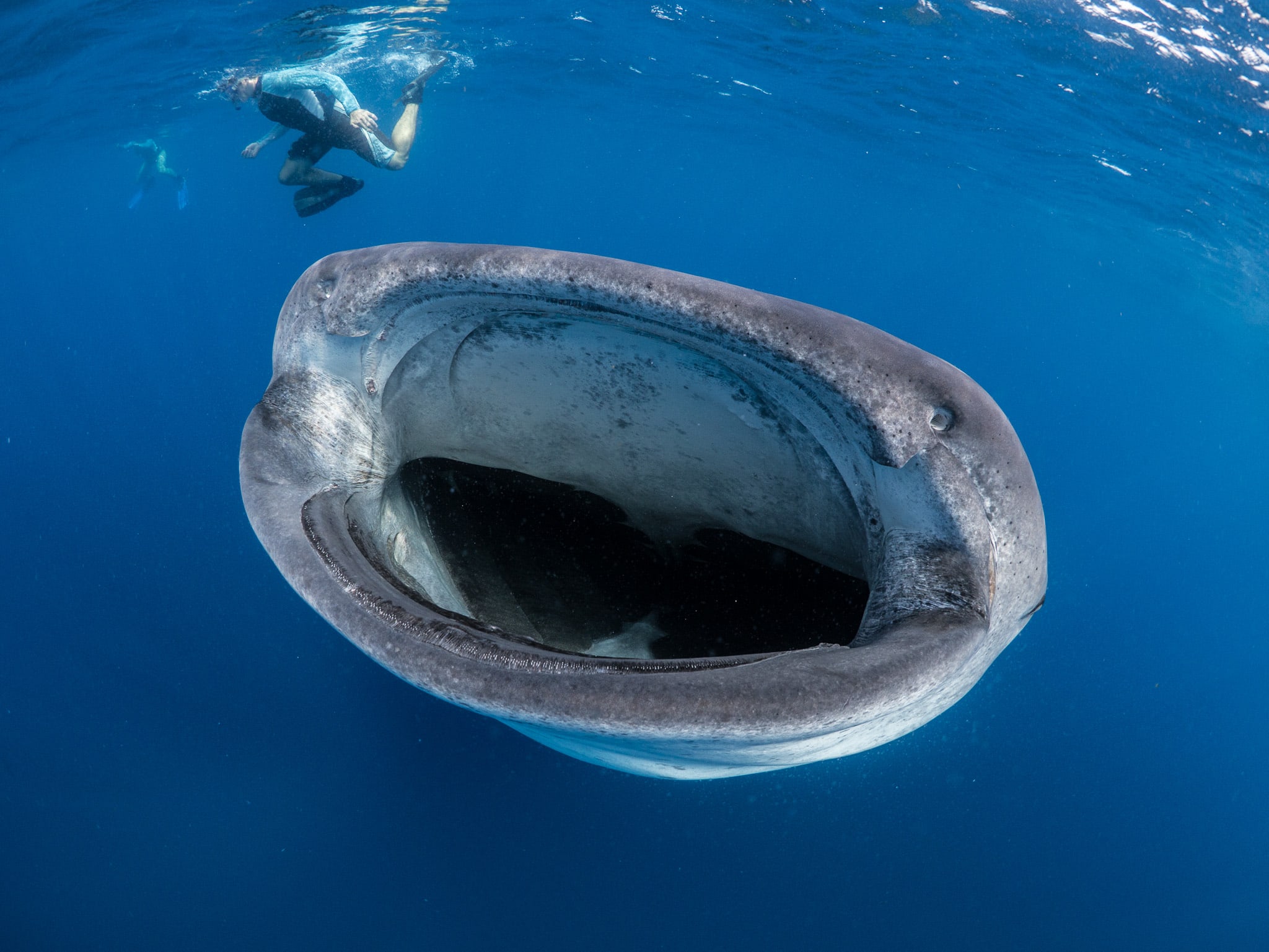 Whale shark about to eat diver, or so it appears - Men's Journal