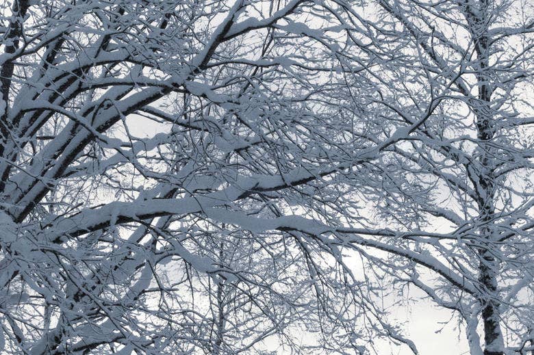 How to spot and avoid dangerous tree limbs while camping - Men's Journal
