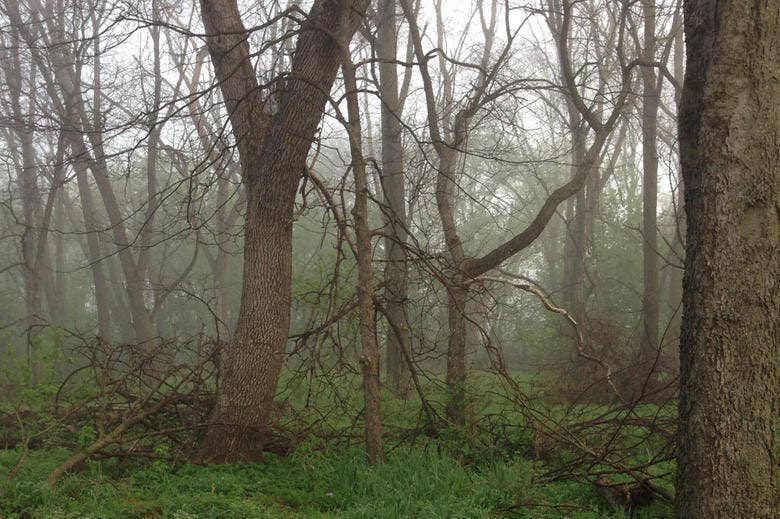 How to spot and avoid dangerous tree limbs while camping - Men's Journal