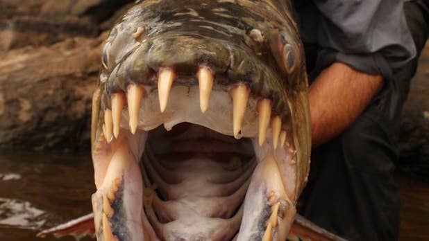 What to Do When River Monsters Attack - Men's Journal