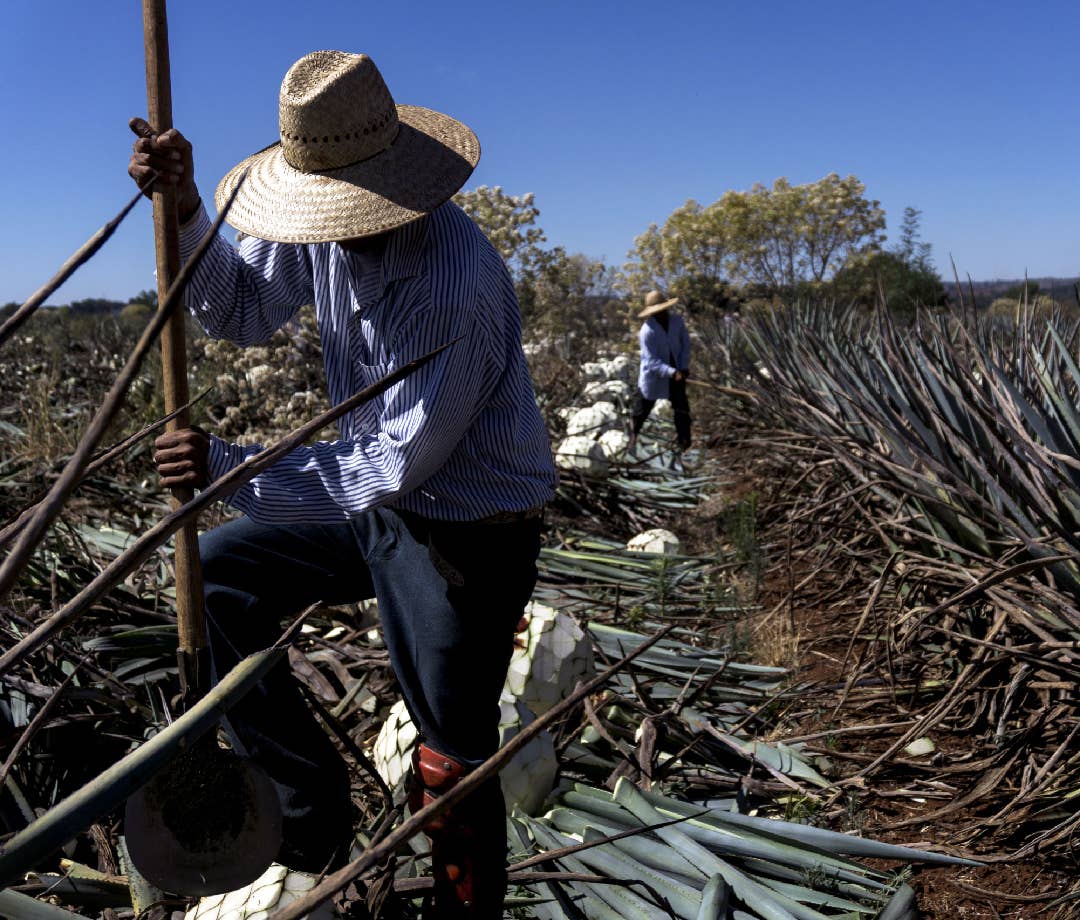 Tequila Prices Are Surging. Is a Shortage Looming? - Men's Journal