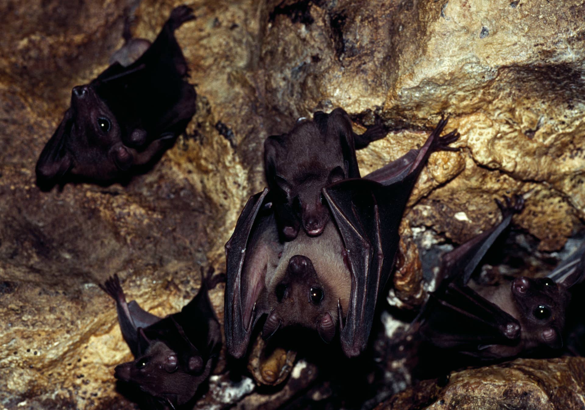 National Park Service Warns Tourists of Possible Bat Exposures - Men's ...