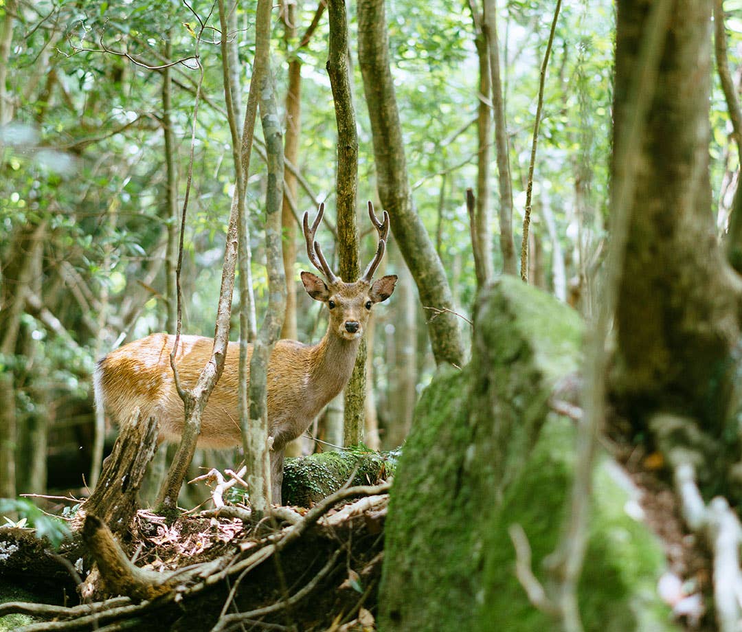 Yakushima Island Is Japan’s Version to Paradise on Earth - Men's Journal