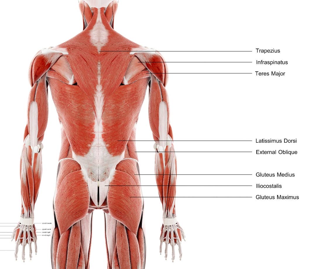 How to Do Rack Pulls for a Stronger Posterior Chain - Men's Journal