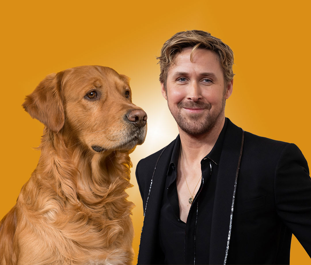 What It Means to Be a Golden Retriever Boyfriend - Men's Journal