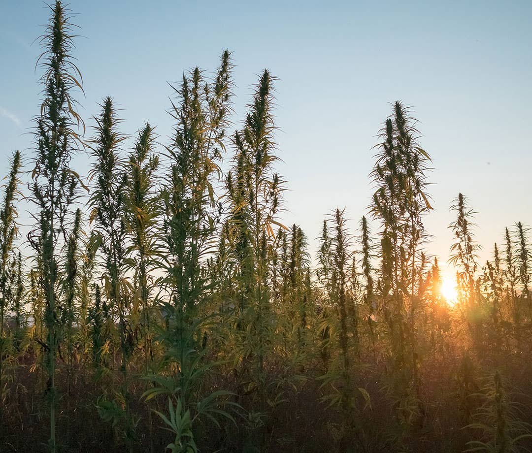 7 Best Places to Take a Cannabis Vacation - Men's Journal