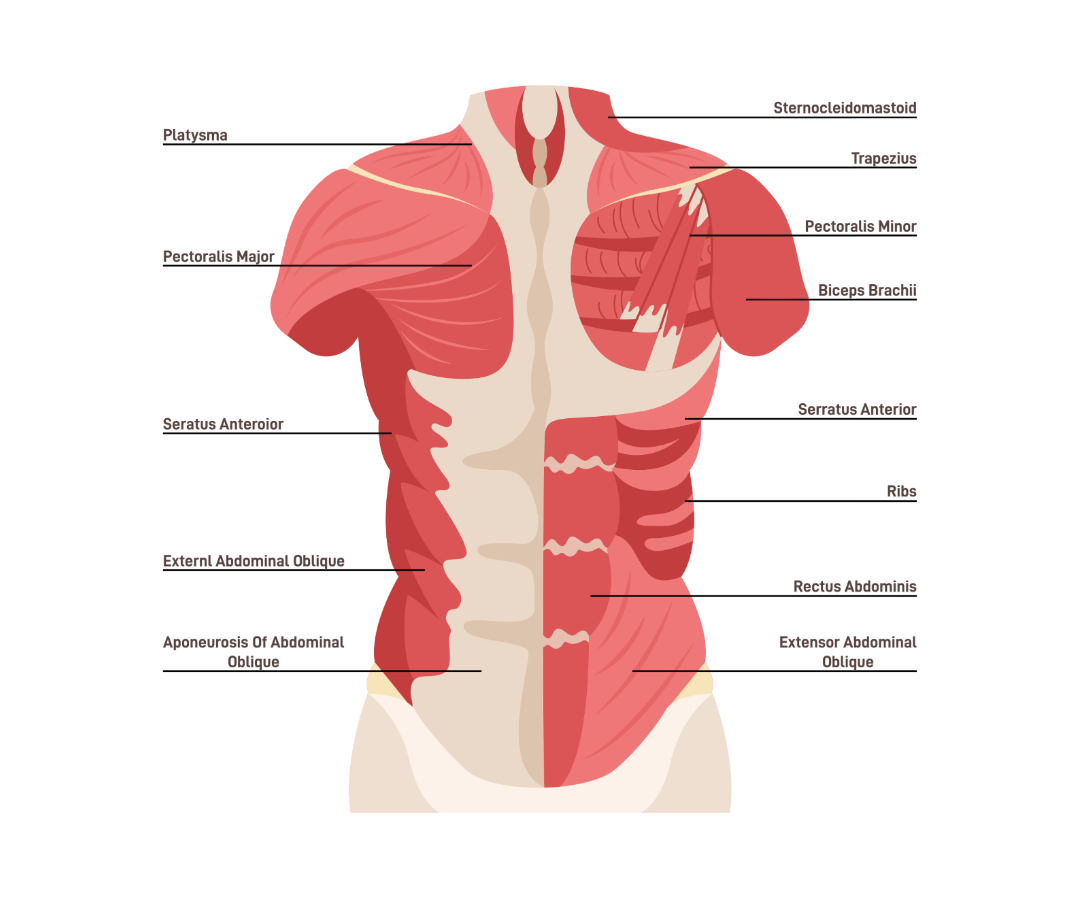 50 Best Chest Exercises of 2025 - Men's Journal