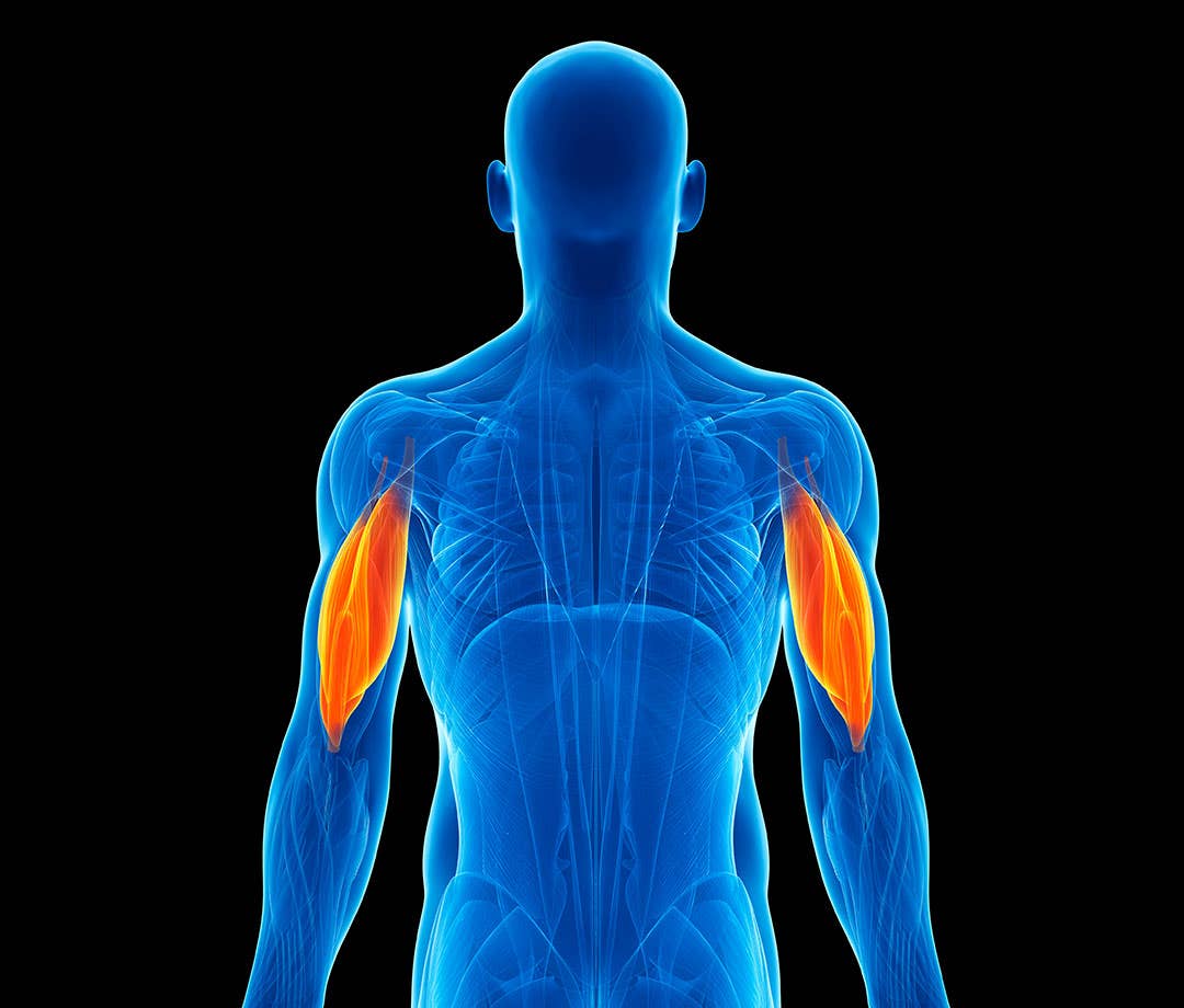 Tricep Anatomy Chart The 15 Best Tricep Exercises For Building Muscle