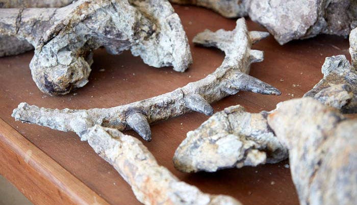 'Punk-Rock' Dinosaur Rewrites History of Prehistoric Armor - Men's Journal