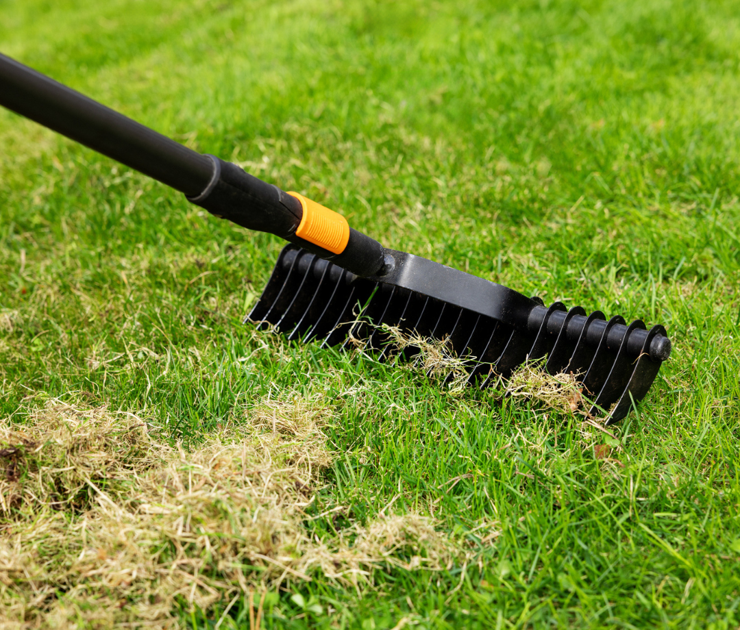 What Is a Lawn Scarifier? Scarifier Vs Dethatcher - Men's Journal