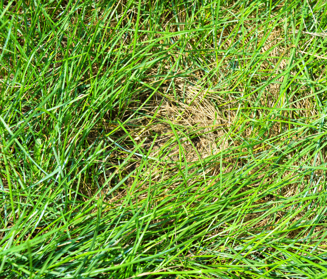 What Is Dethatching and How to Dethatch Your Lawn - Men's Journal