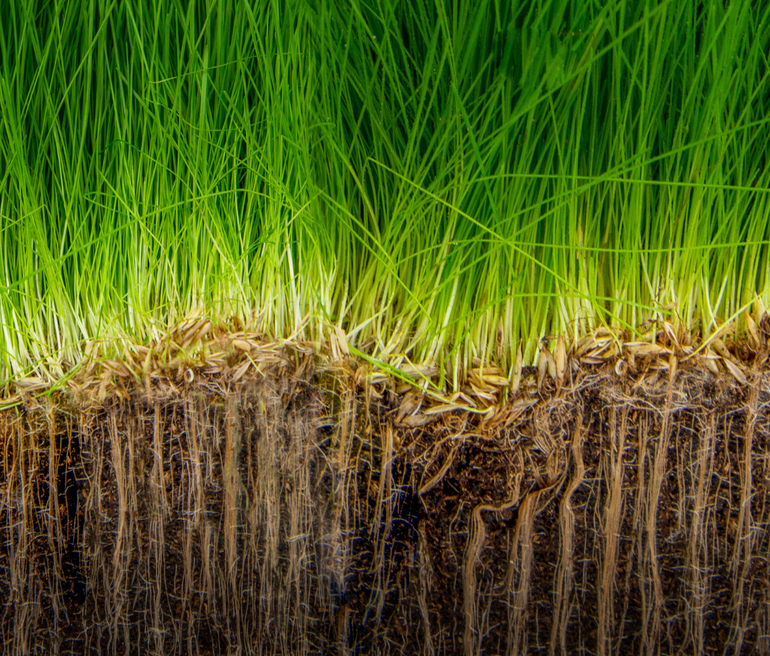 Dormant Grass Seeding: How to Plant Grass Seed in Winter - Men's Journal