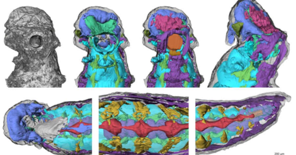 520-Million-Year-Old Fossil Found with Organs, Brain Intact - Men's Journal