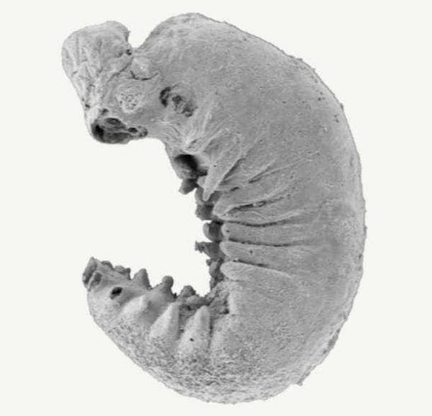 520-Million-Year-Old Fossil Found with Organs, Brain Intact - Men's Journal