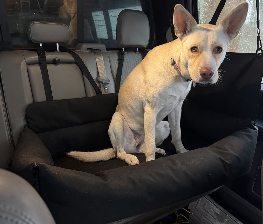 Black Lab Venture Tough Car Bed Review: The Best Dog Bed for Cars ...