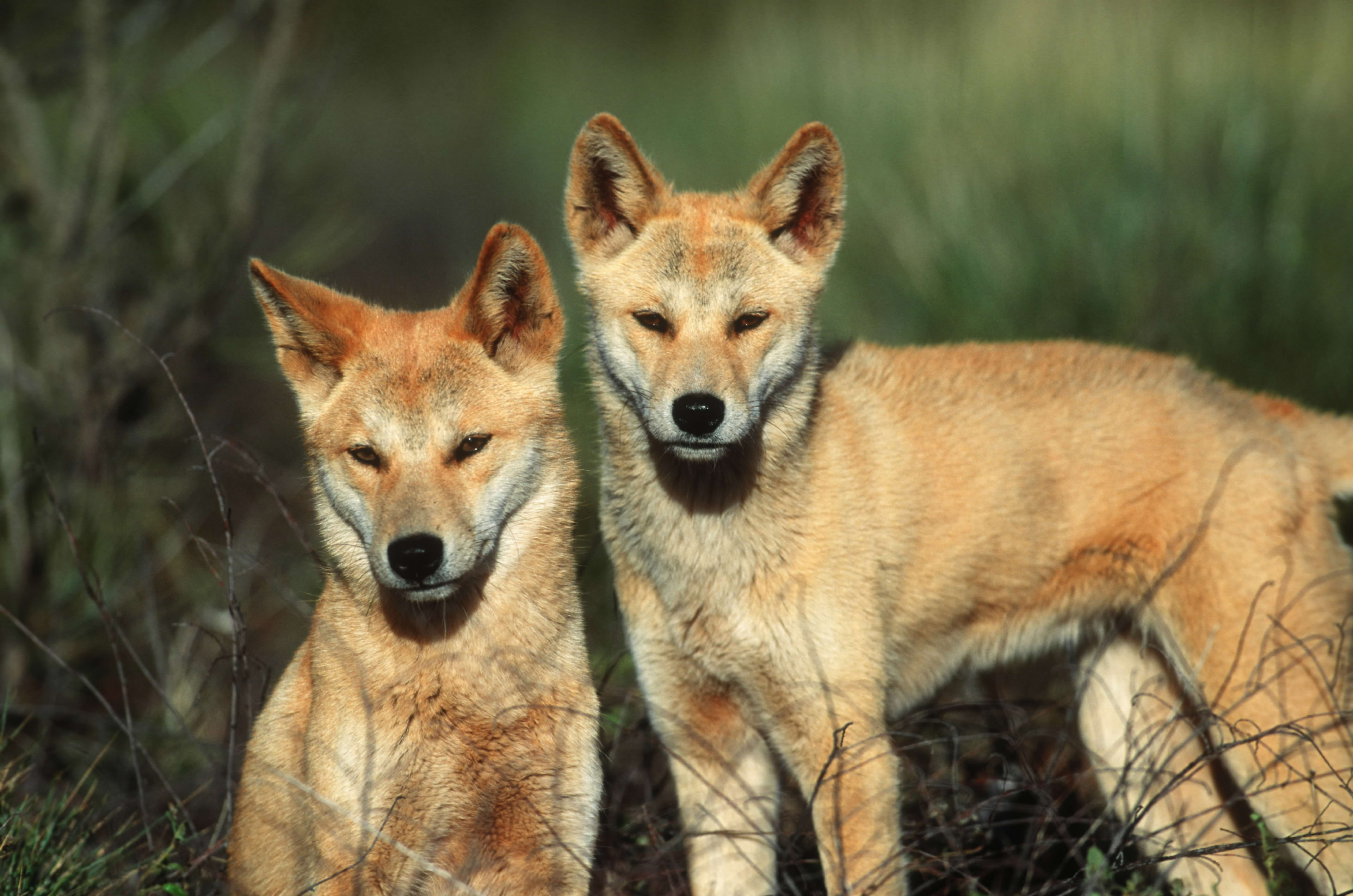 Tourist Found Dead on Popular Beach Near Pack of Wild Dogs - Men's Journal