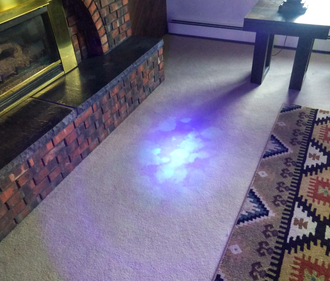 How to Get Dog Pee Out of Carpet, According to an Expert - Men's Journal