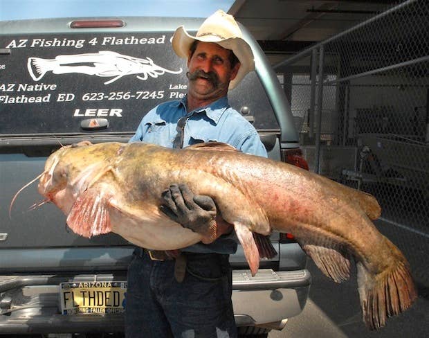 Man catches 41-pound catfish in Arizona canal : phoenix