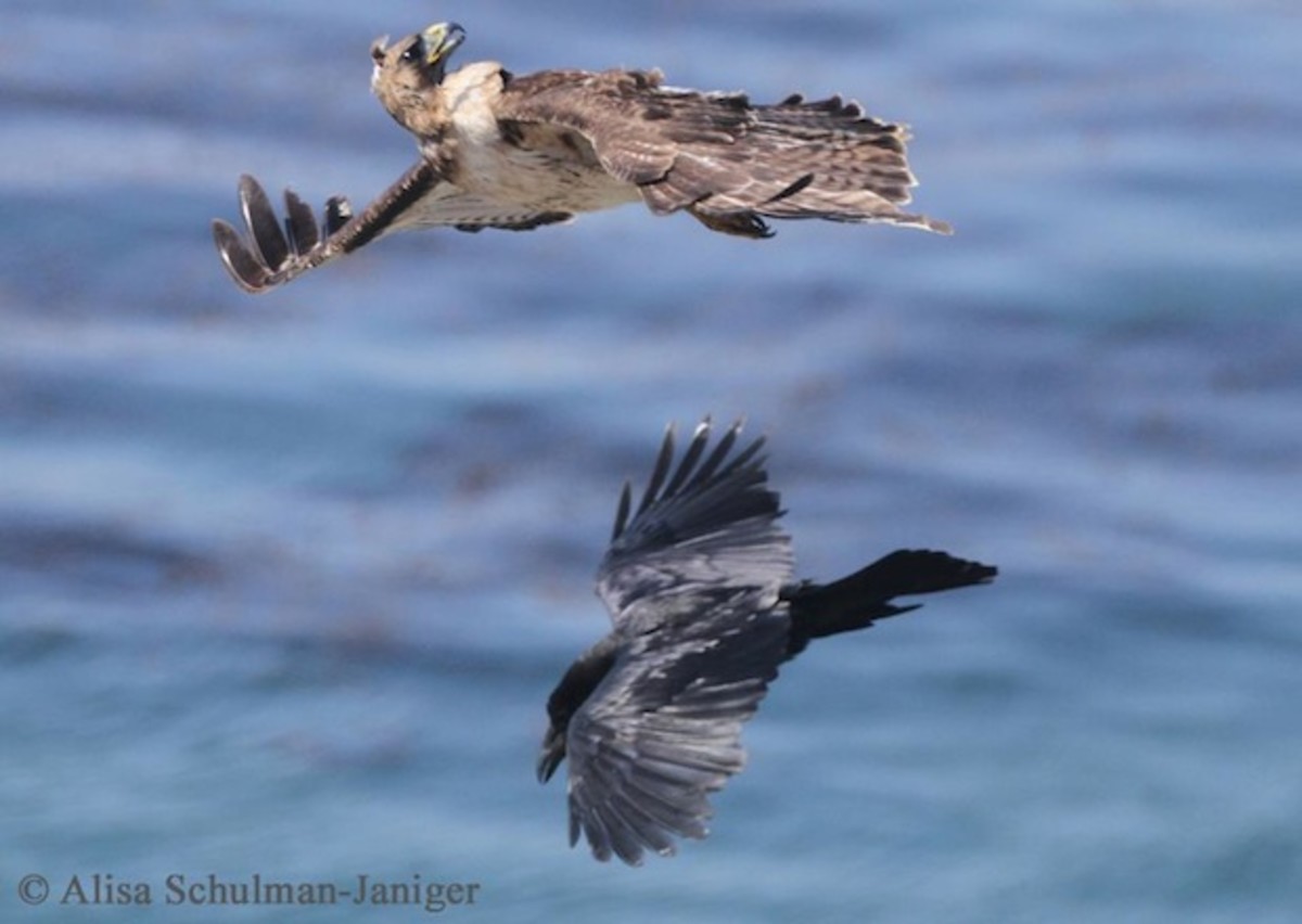 Dramatic dogfight between ravens and hawks captured in photographs ...