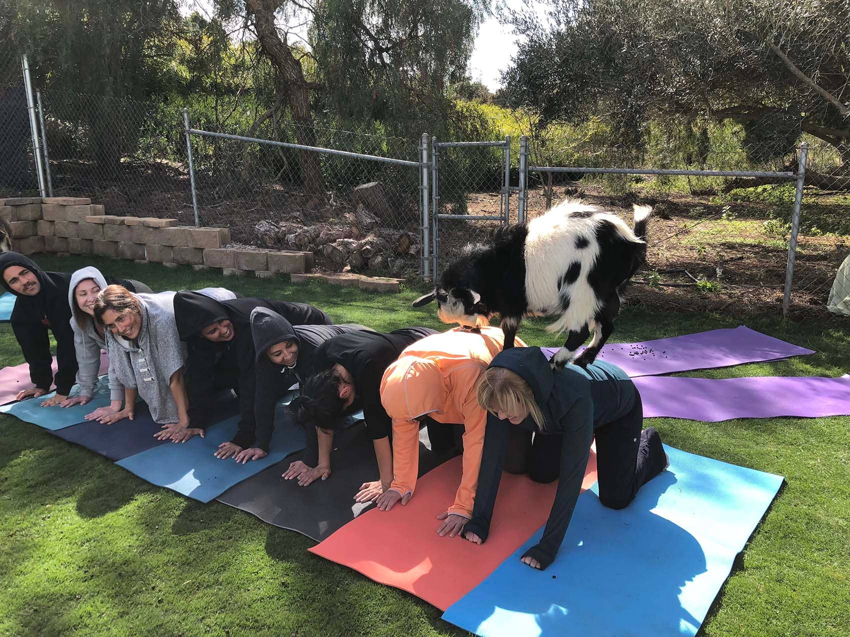 What to Know Before You Go to Your First Goat Yoga Class