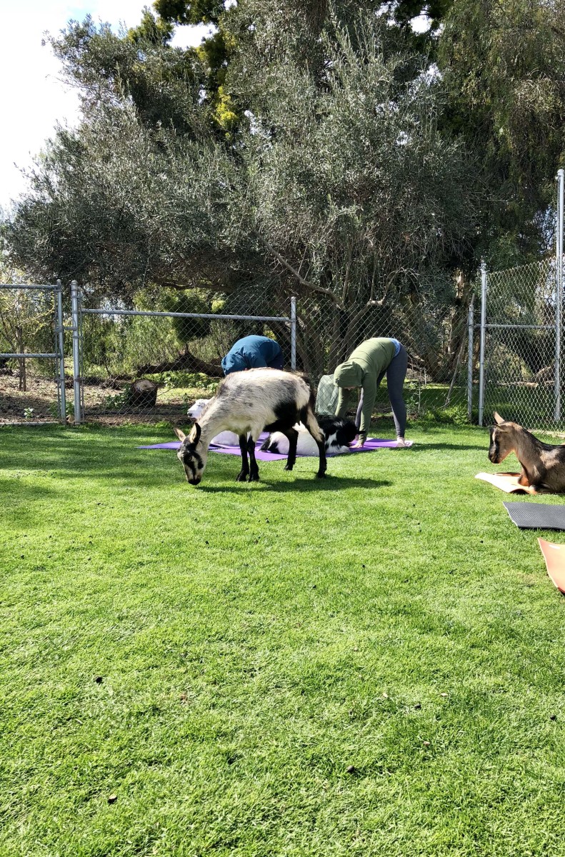 What to Know Before You Go to Your First Goat Yoga Class