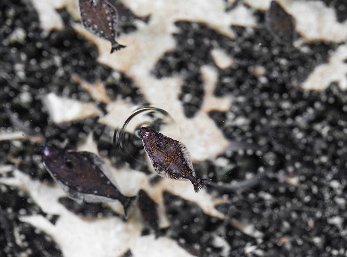 Tank to Table: The Rise of Sustainable, Delicious Farmed Fish Is Here